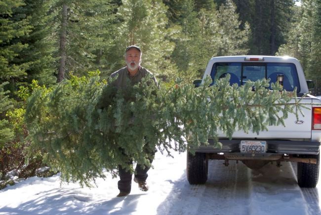Christmas Tree Permits on Sale Now at Lassen National Forest ...
