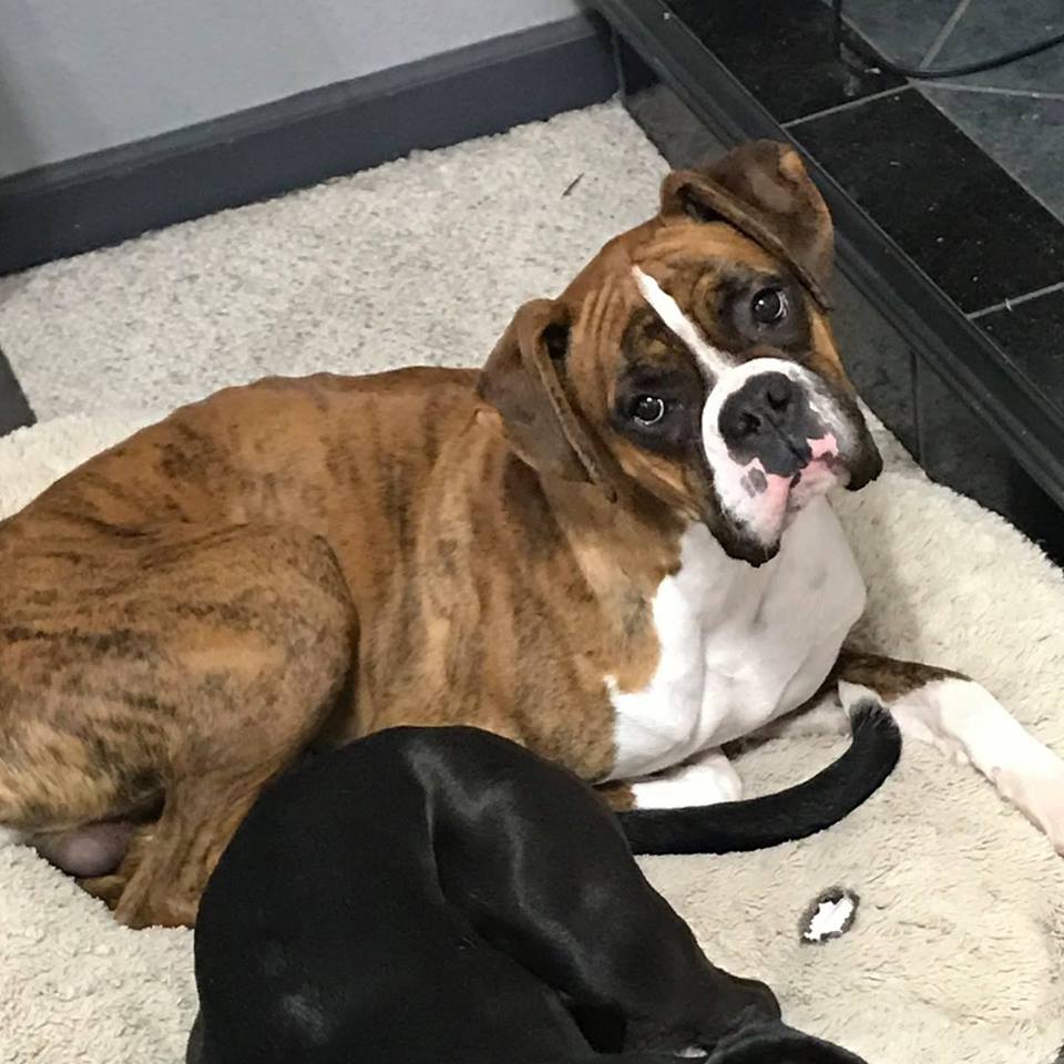 Lost and Found: Missing dog | SusanvilleStuff.com